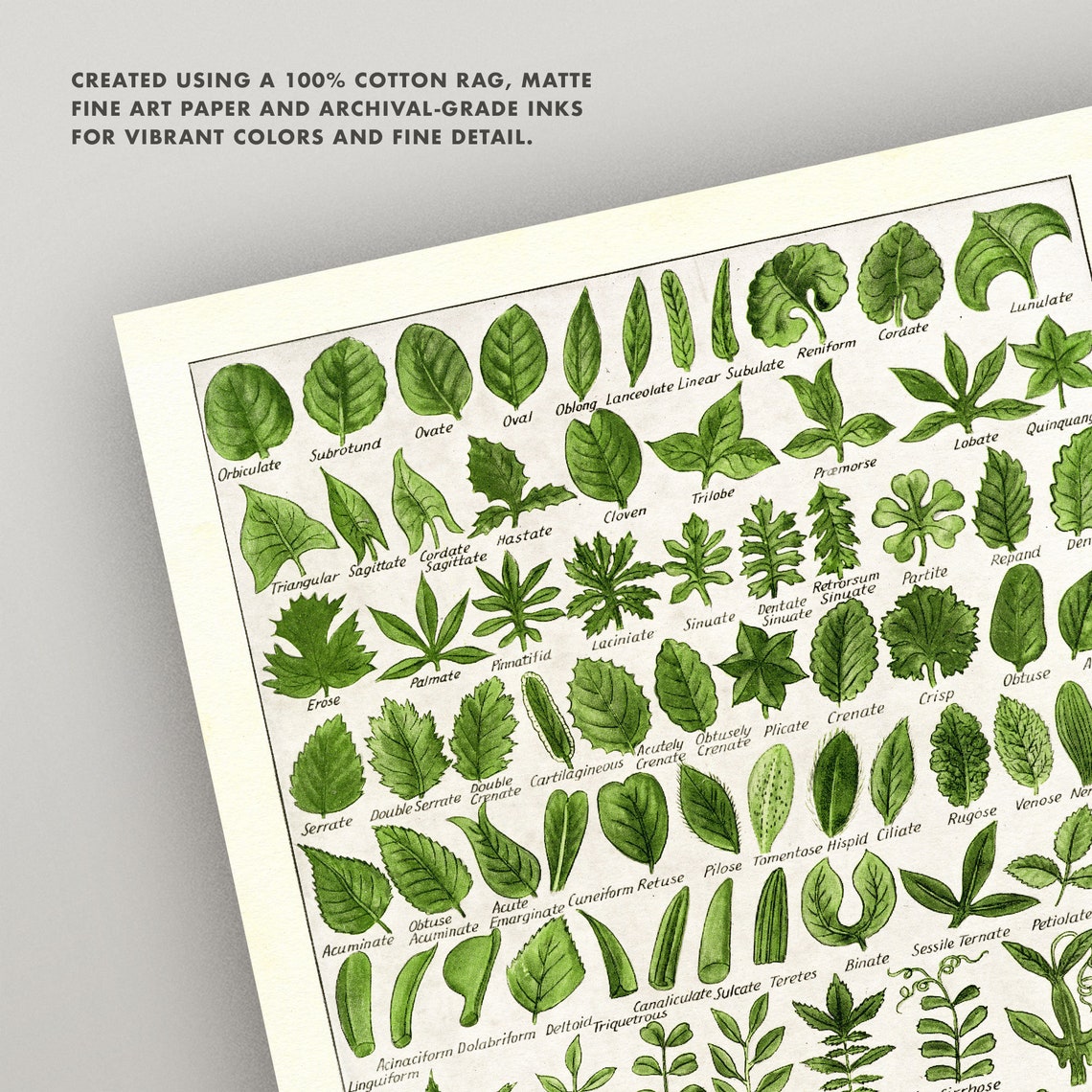 Leaf Shapes Chart Poster Morphology Diagram 5 Sizes - Etsy Canada