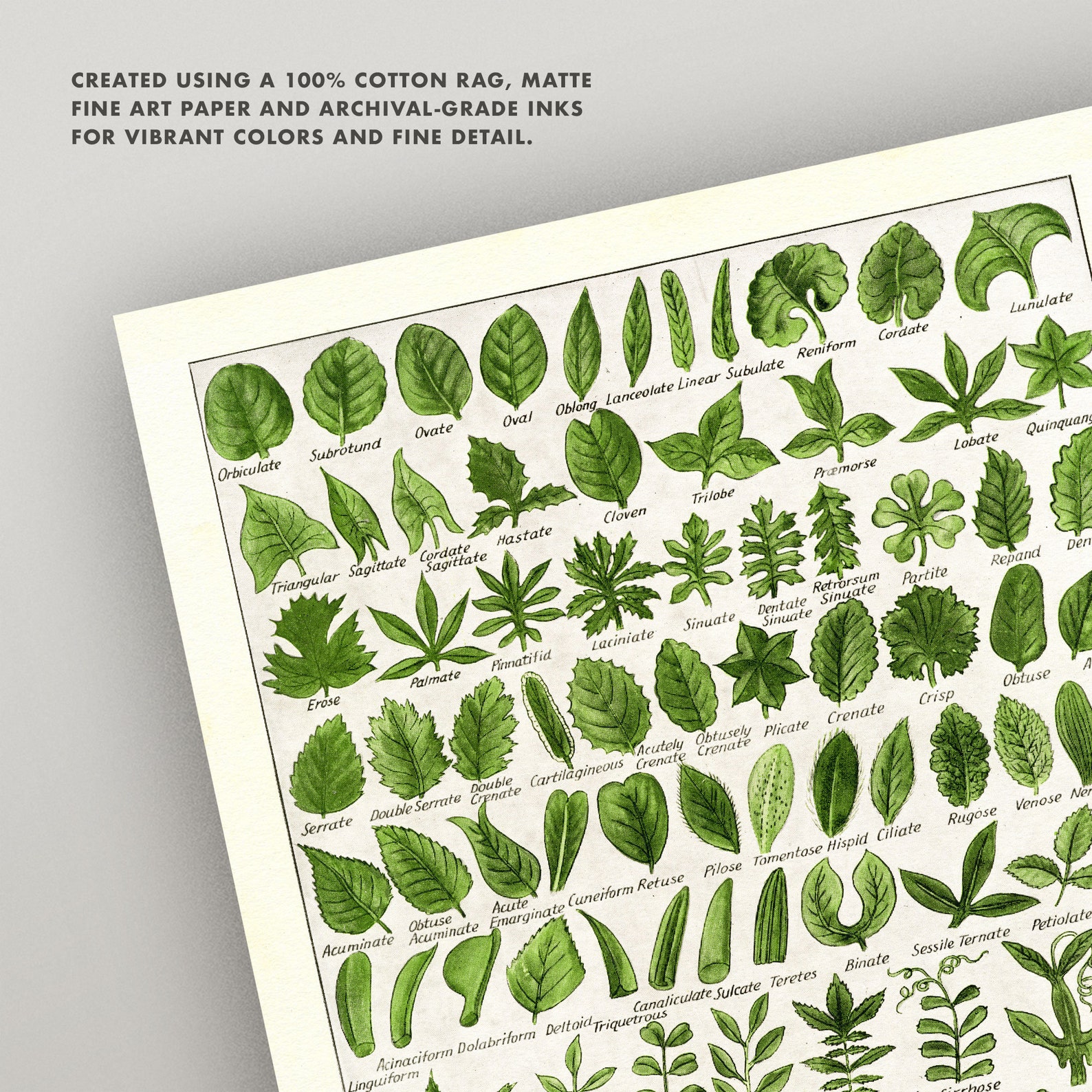Leaf Shapes Chart Poster Morphology Diagram 5 Sizes - Etsy