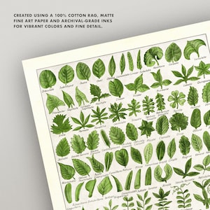 Leaf Shapes Chart Poster • Morphology Diagram • 5 Sizes! • Vintage ...