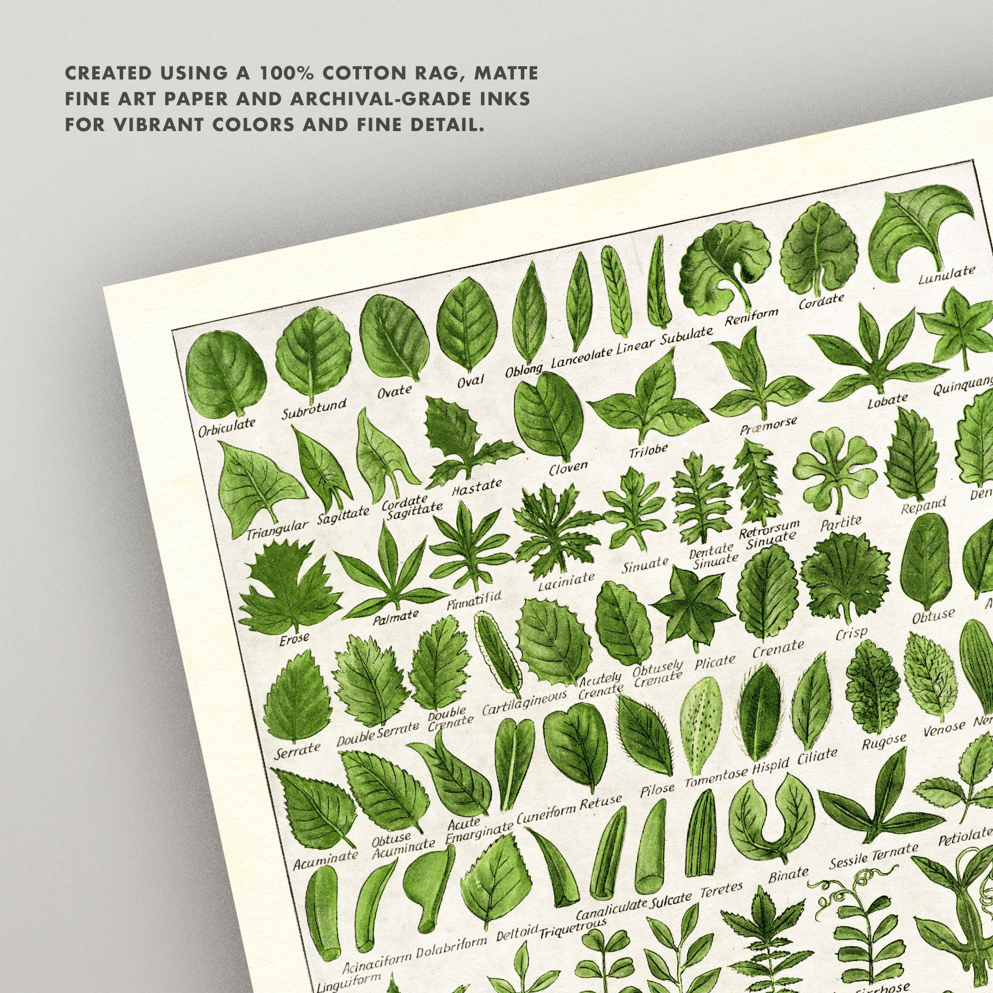 Leaf Shapes Chart Poster Morphology Diagram 5 Sizes - Etsy Canada