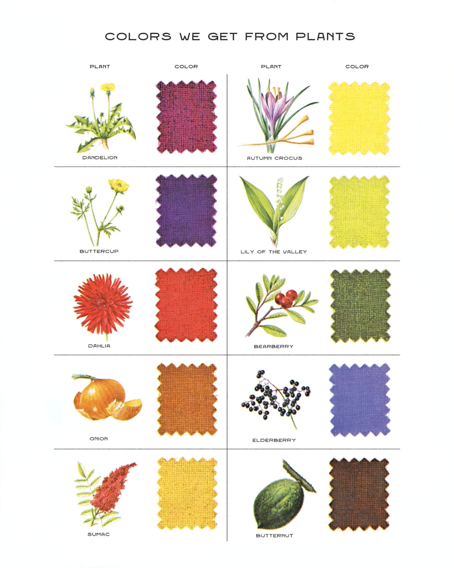 Natural Dyes Color Chart • Vintage Plant Color Print • 8X10 Print ...