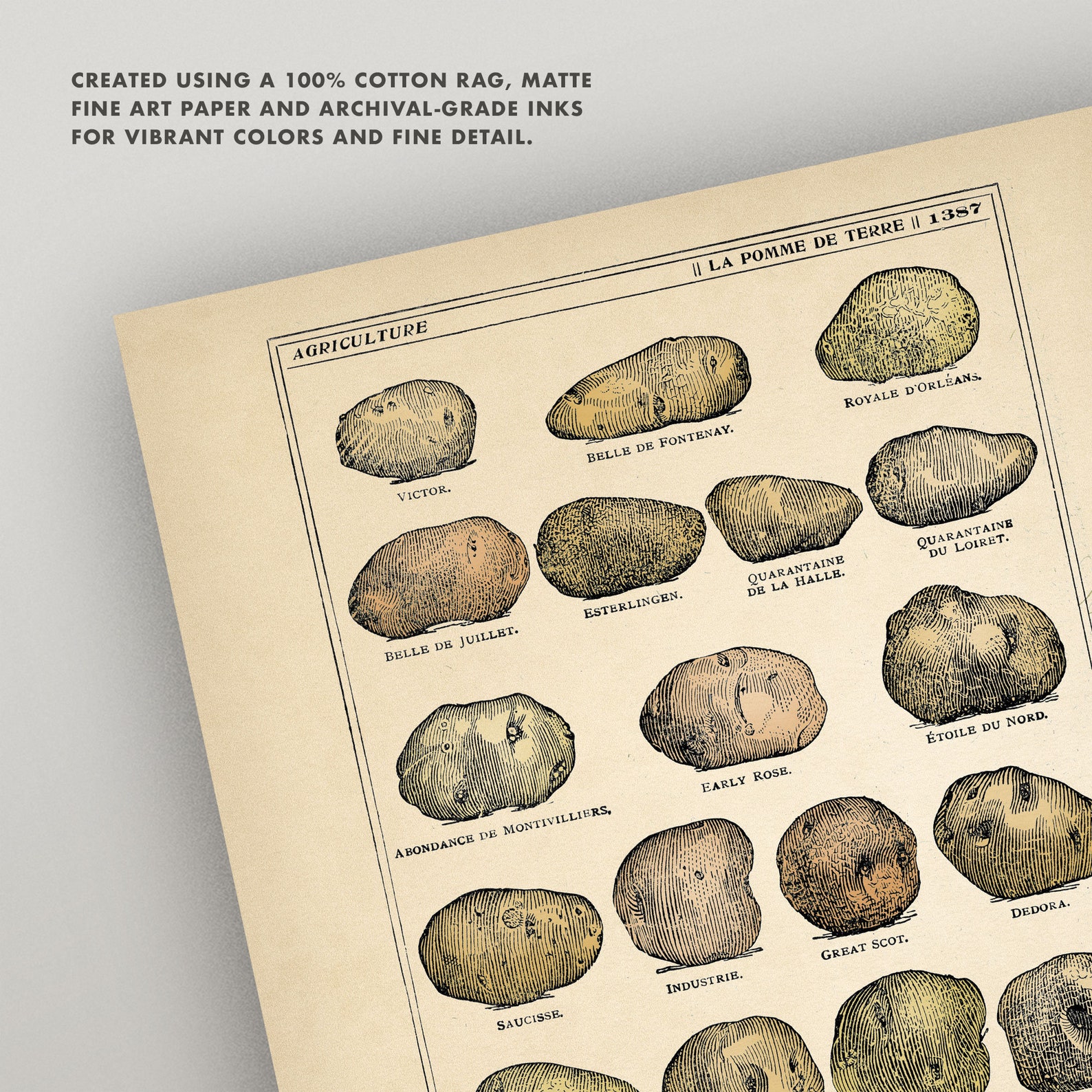 Potato Print or Poster • Antique Potatoes “le Pomme De Terre” Art • 4 ...