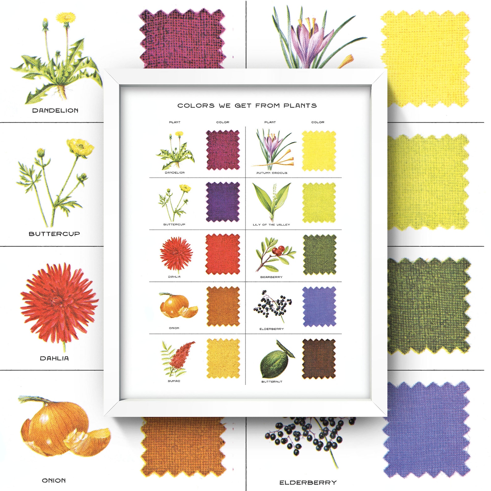 Natural Dyes Color Chart • Vintage Plant Color Print • 8X10 Print ...
