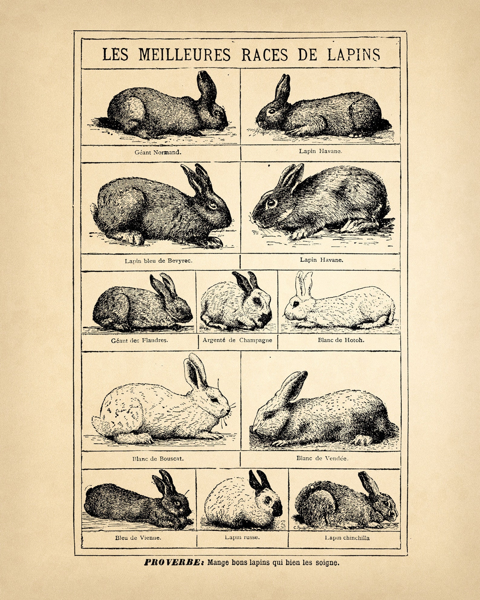 French Rabbits Print lapins 4 Sizes Print or | Etsy
