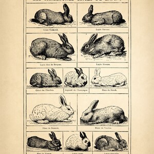 French Rabbits Print "lapins" • 4 Sizes! • Print or Poster 8X10, 9X12 ...