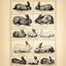 French Rabbits Print lapins 4 Sizes Print or - Etsy