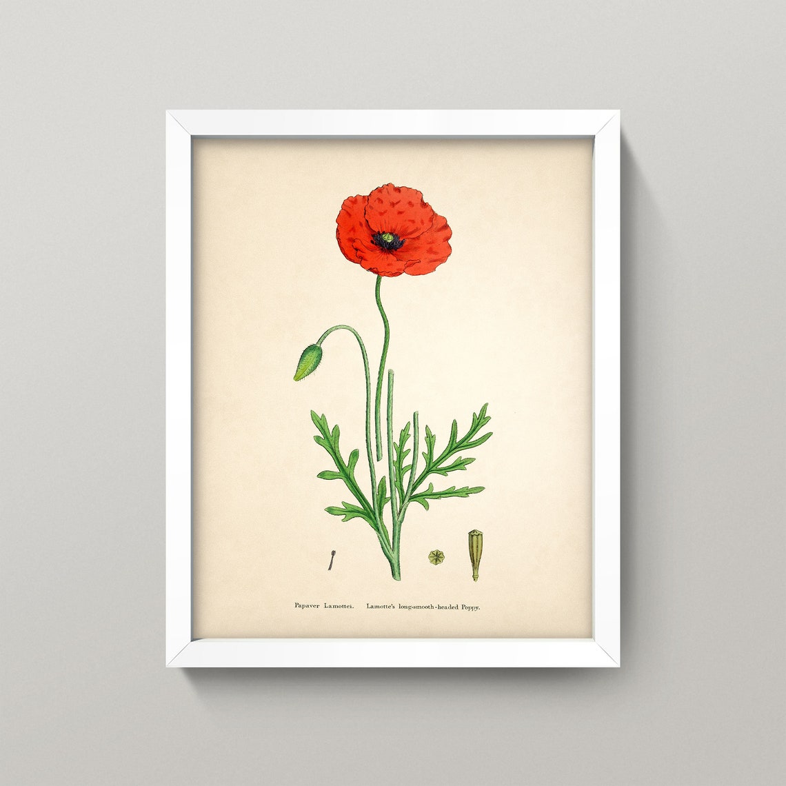 Poppy Print • Vintage Poppy Flower Botanical Art • 4 Sizes! • Antique ...