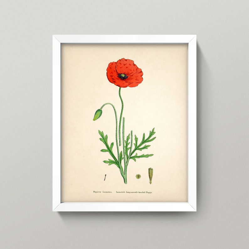 Poppy Print Vintage Poppy Flower Botanical Art 4 Sizes | Etsy