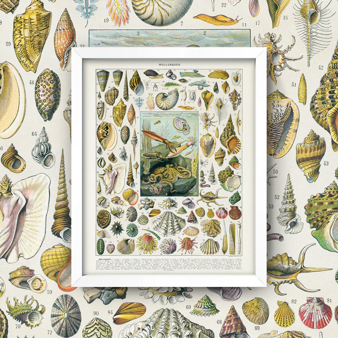Antique Aquatic Life Print • Vintage Ocean Life Chart • 5 Sizes ...