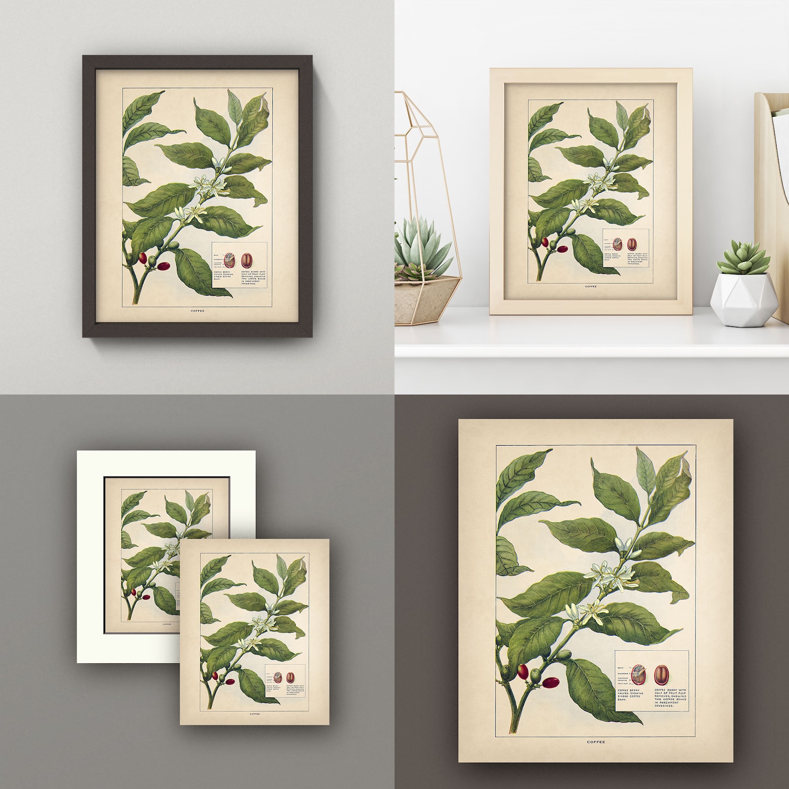 Coffee Botanical Print • Antique Coffee Diagram • 2 Sizes! • Vintage ...