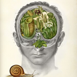 Exotic Plants Skull Collage • Antique Snail Wall Art • 4 Sizes ...