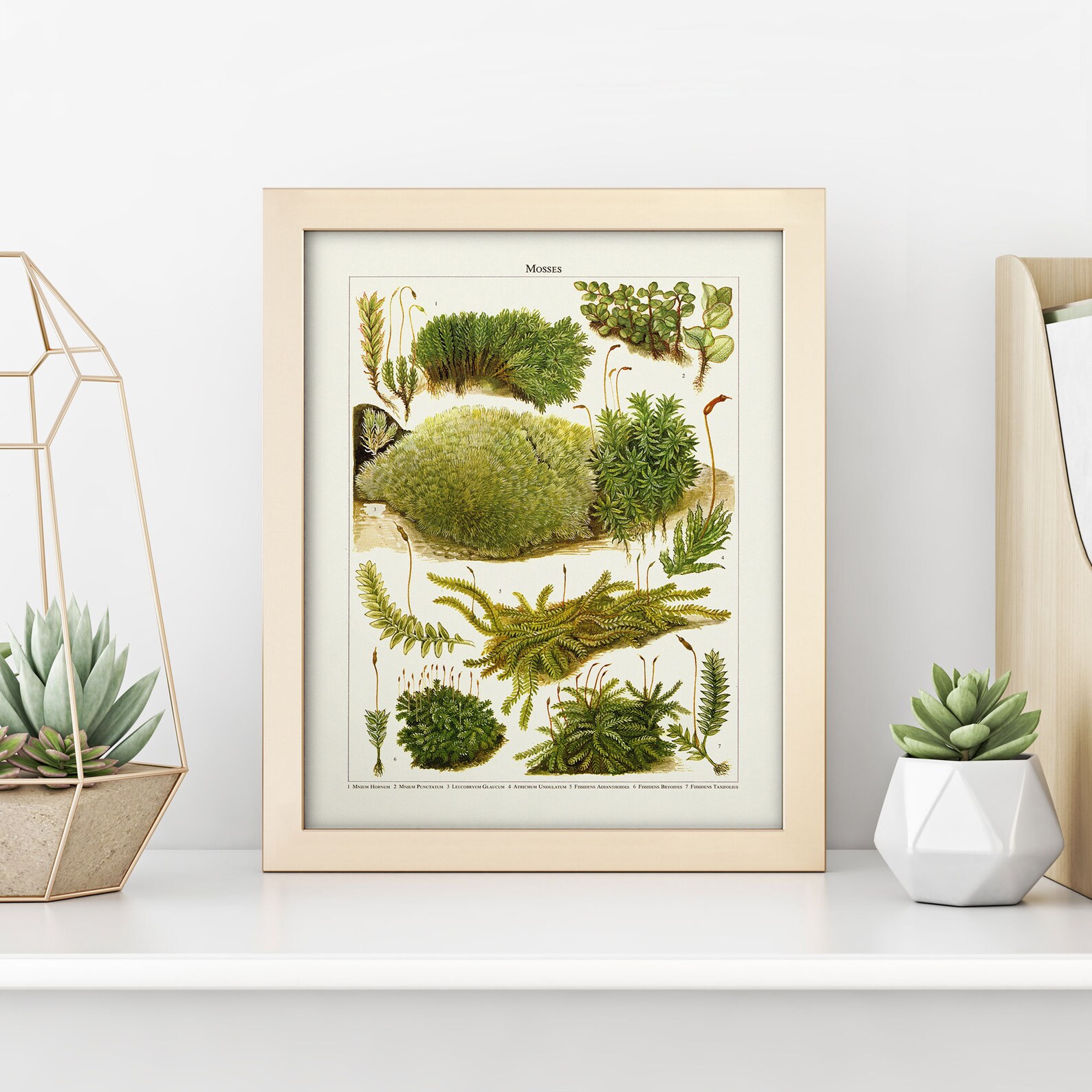 Vintage Moss Print Antique Moss Botanical Print 3 Sizes - Etsy UK