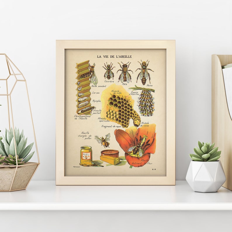 Antique Bee Print Vintage French Honey Bee Wall Art - Etsy
