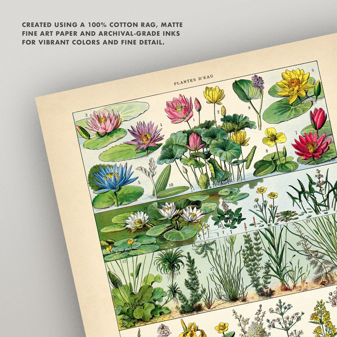 Aquatic Plants Print • 4 Sizes! • Antique French Chart • Plantes D’eau ...