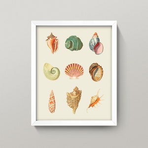 Vintage Shell Print • Antique Beach Shells Chart • 4 Sizes! • Vintage ...