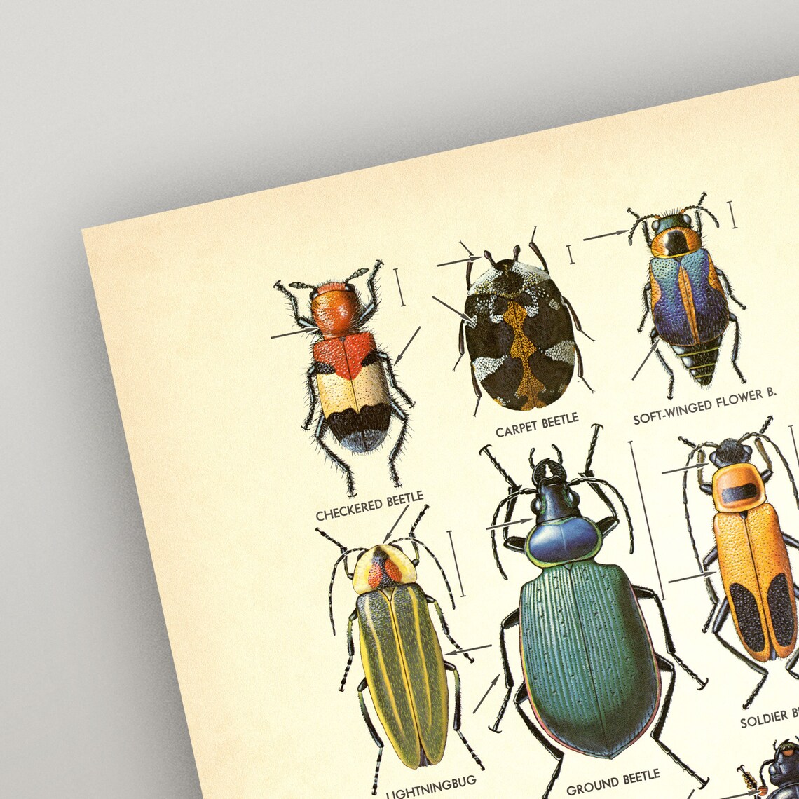 Beetles Diptych Vintage Insect Charts Individually or Buy | Etsy
