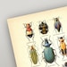 Beetles Diptych Vintage Insect Charts Individually or Buy - Etsy