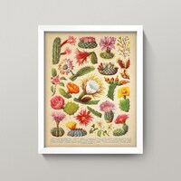 Vintage Cactus Flower Poster, Botanical Illustration Print, Antique ...