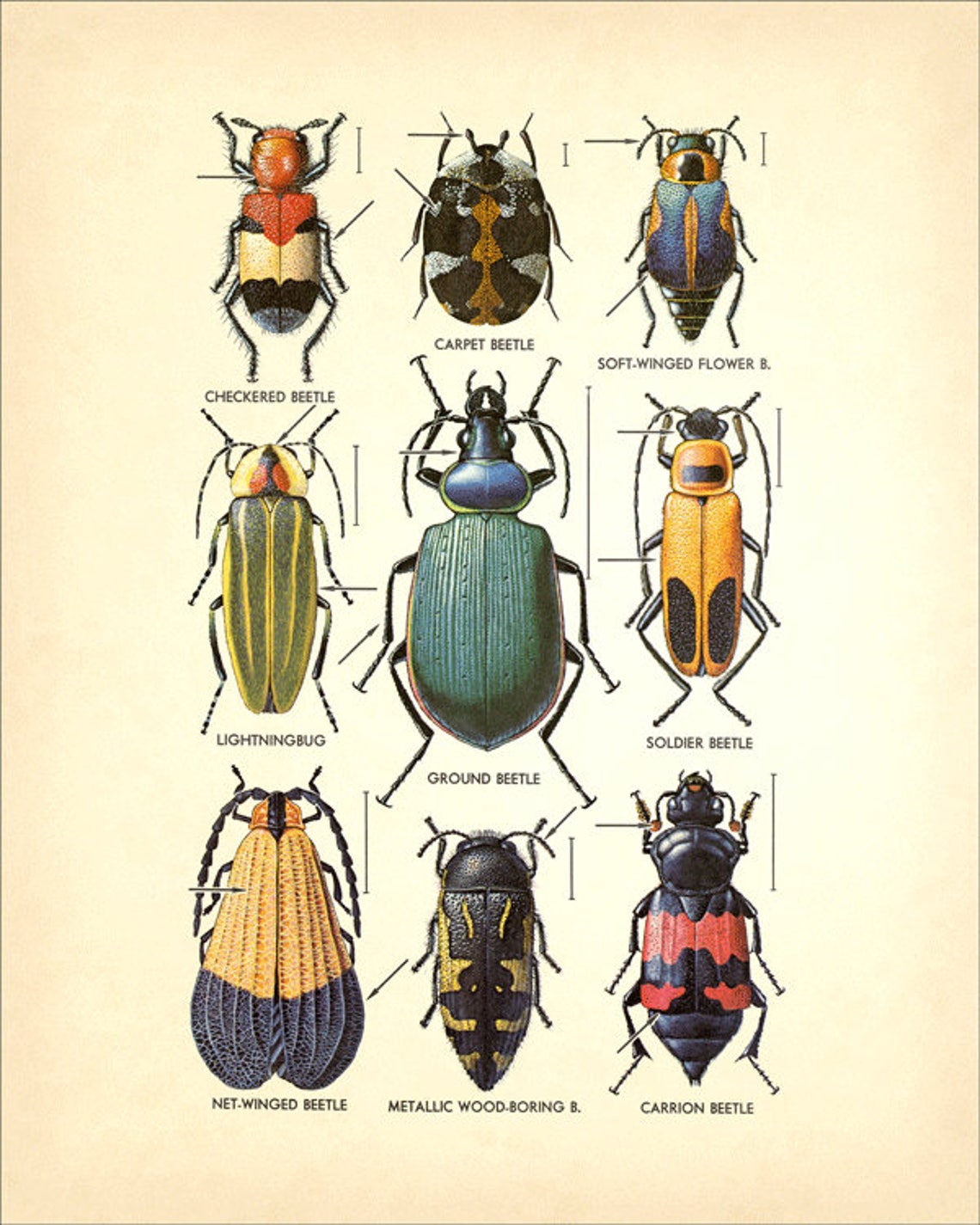 Beetles Print Wall Art Set 2 8x10 Prints High Quality - Etsy
