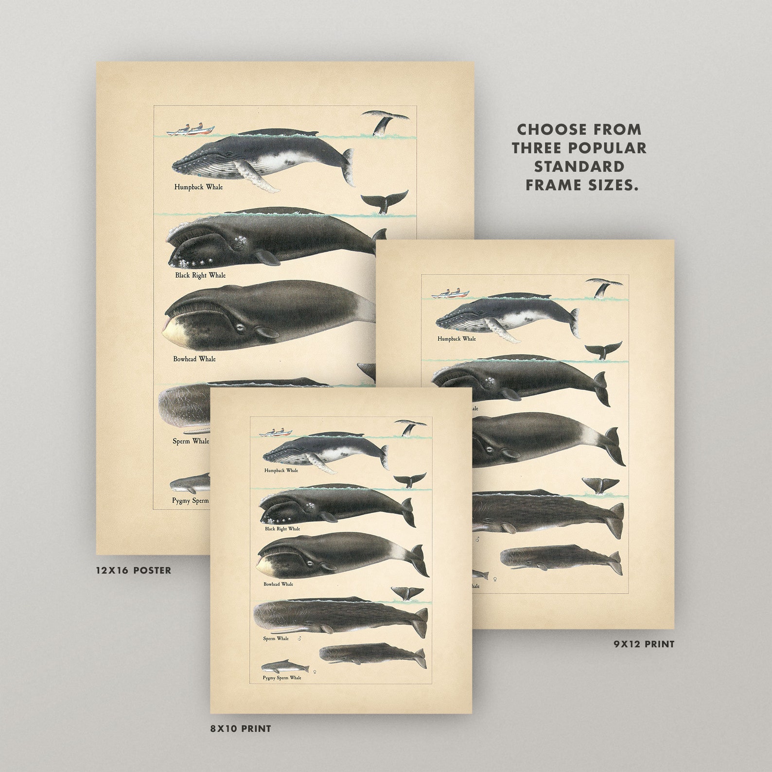 Whale Print • Antique Whale Wall Art • 4 Sizes! • Vintage Whale Chart ...
