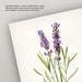 Lavender Print • Vintage Lavender Art • 4 Sizes! • Antique Bathroom Art ...