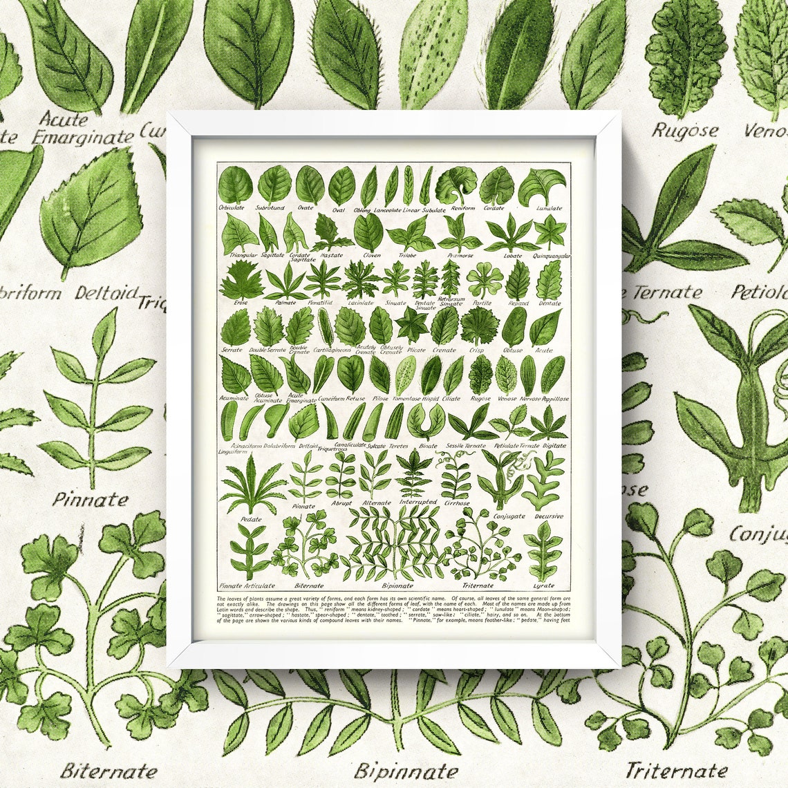 Leaf Shapes Chart Poster Morphology Diagram 5 Sizes - Etsy