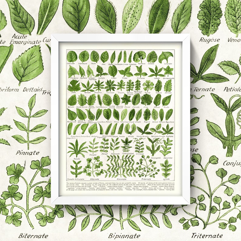 Leaf Shapes Chart Poster Morphology Diagram 5 Sizes - Etsy Canada