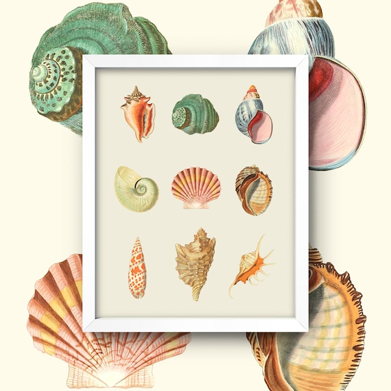 Vintage Seashell Prints Twenty One Flat Sea Shells. Mini Print – The