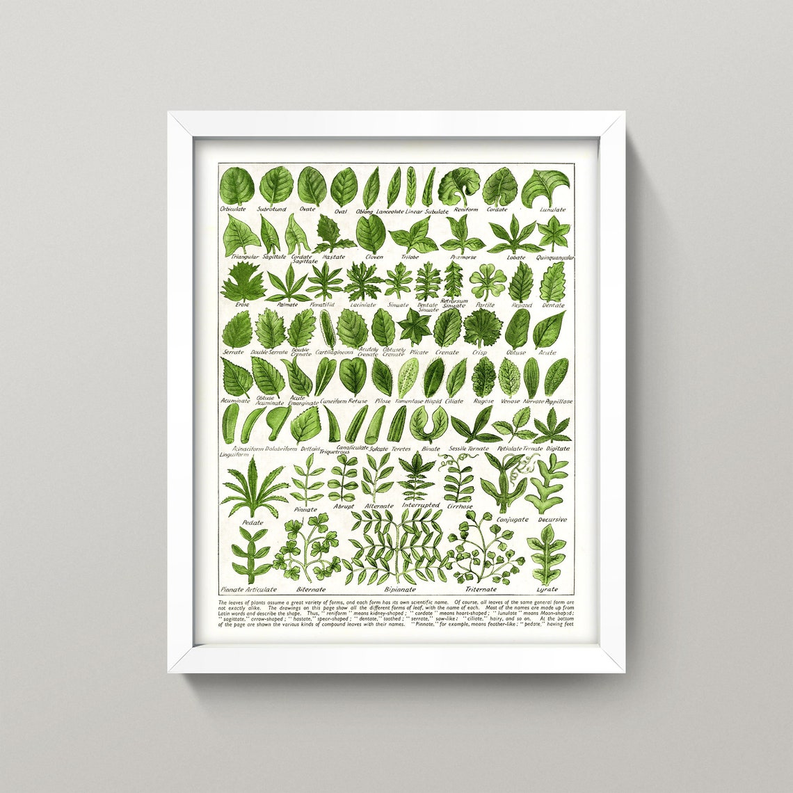 Leaf Shapes Chart Poster Morphology Diagram 5 Sizes - Etsy Canada