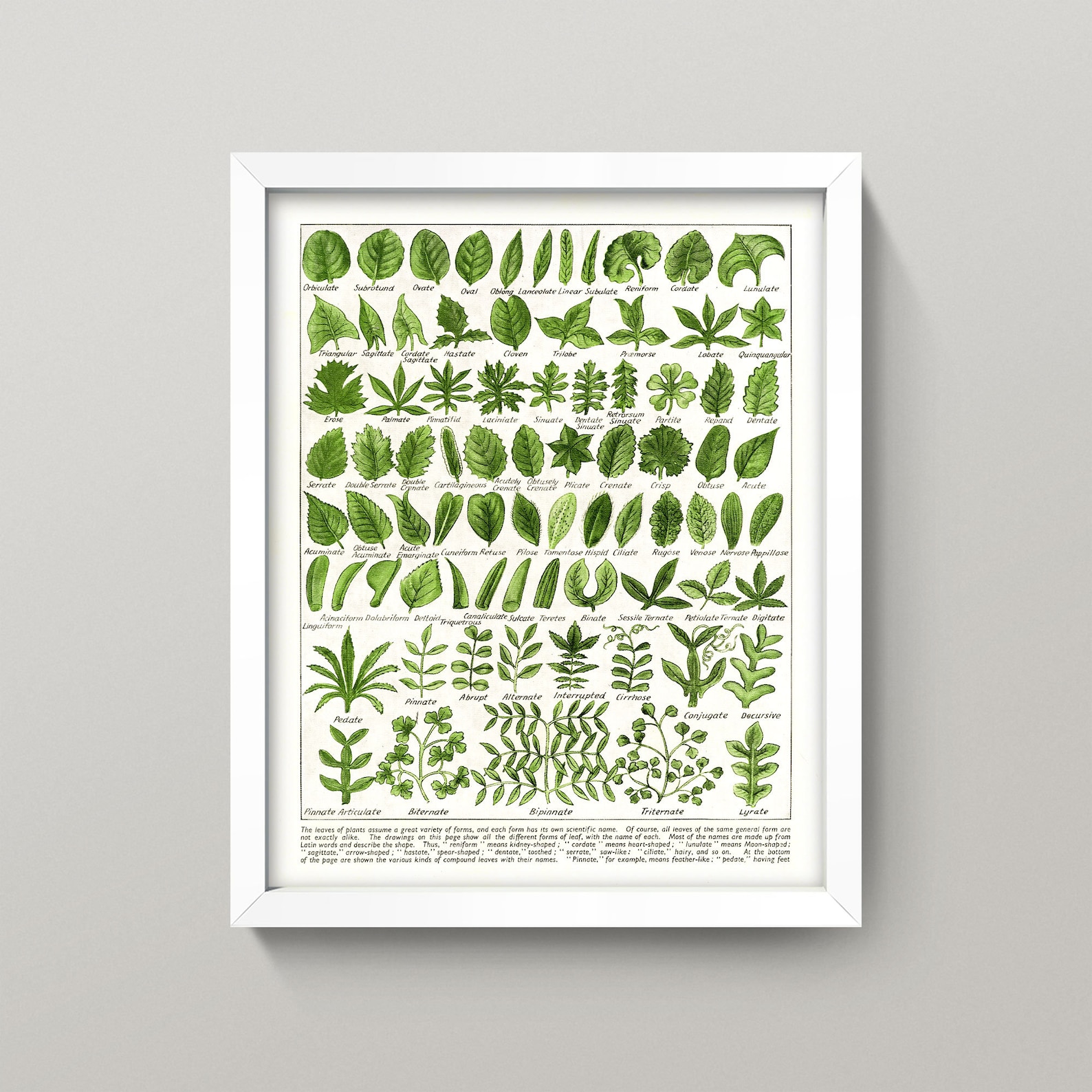 Leaf Shapes Chart Poster Morphology Diagram 5 Sizes - Etsy Canada