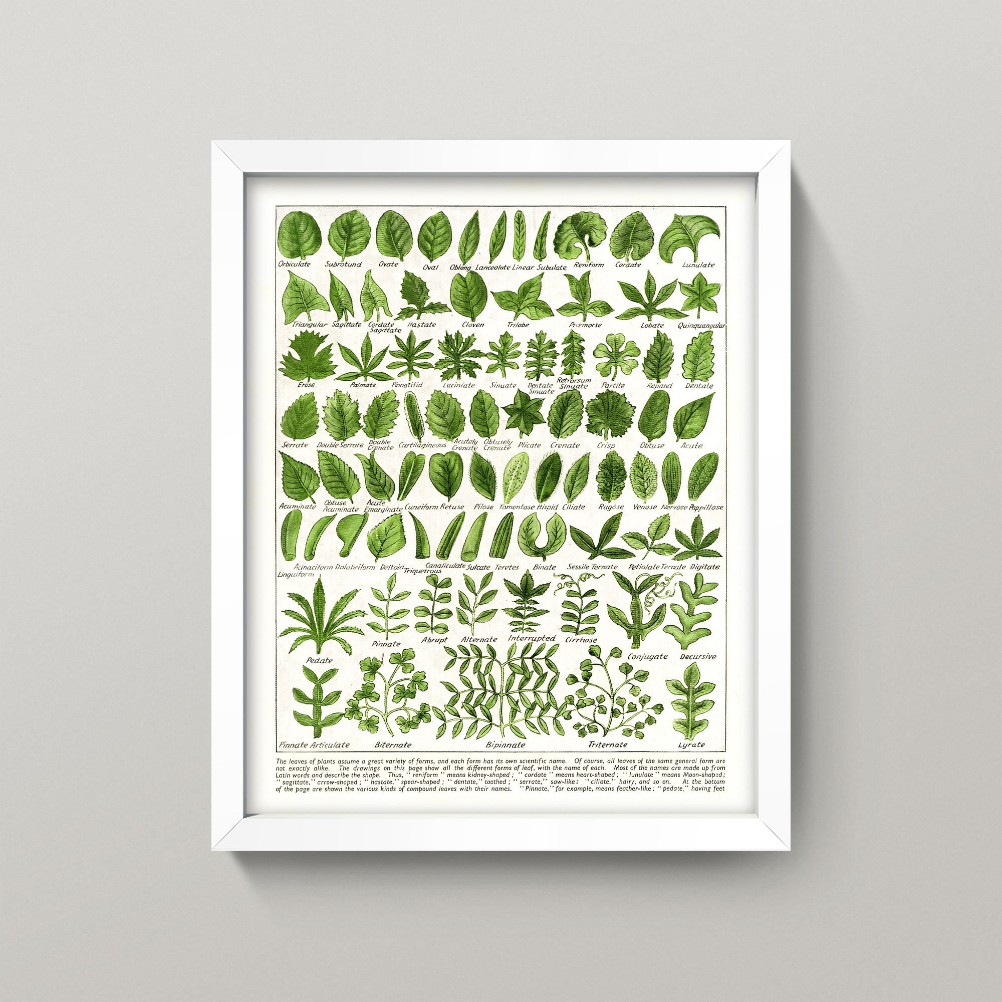 Leaf Shapes Chart Poster Morphology Diagram 5 Sizes - Etsy Canada