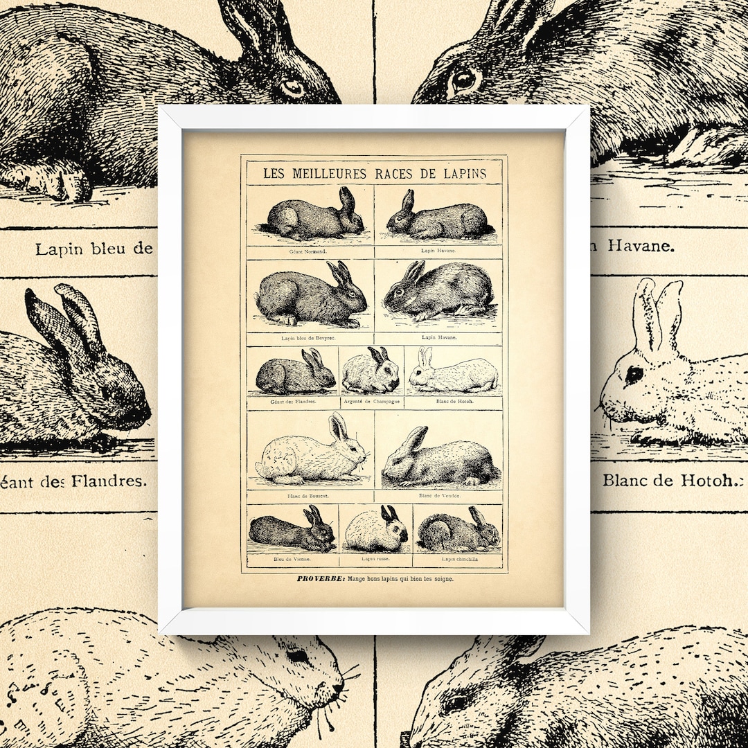 French Rabbits Print "lapins" • 4 Sizes! • Print or Poster 8X10, 9X12 ...