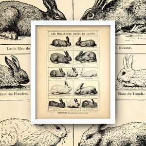 French Rabbits Print "lapins" • 4 Sizes! • Print or Poster 8X10, 9X12 ...