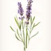 Lavender Print • Vintage Lavender Art • 4 Sizes! • Antique Bathroom Art ...