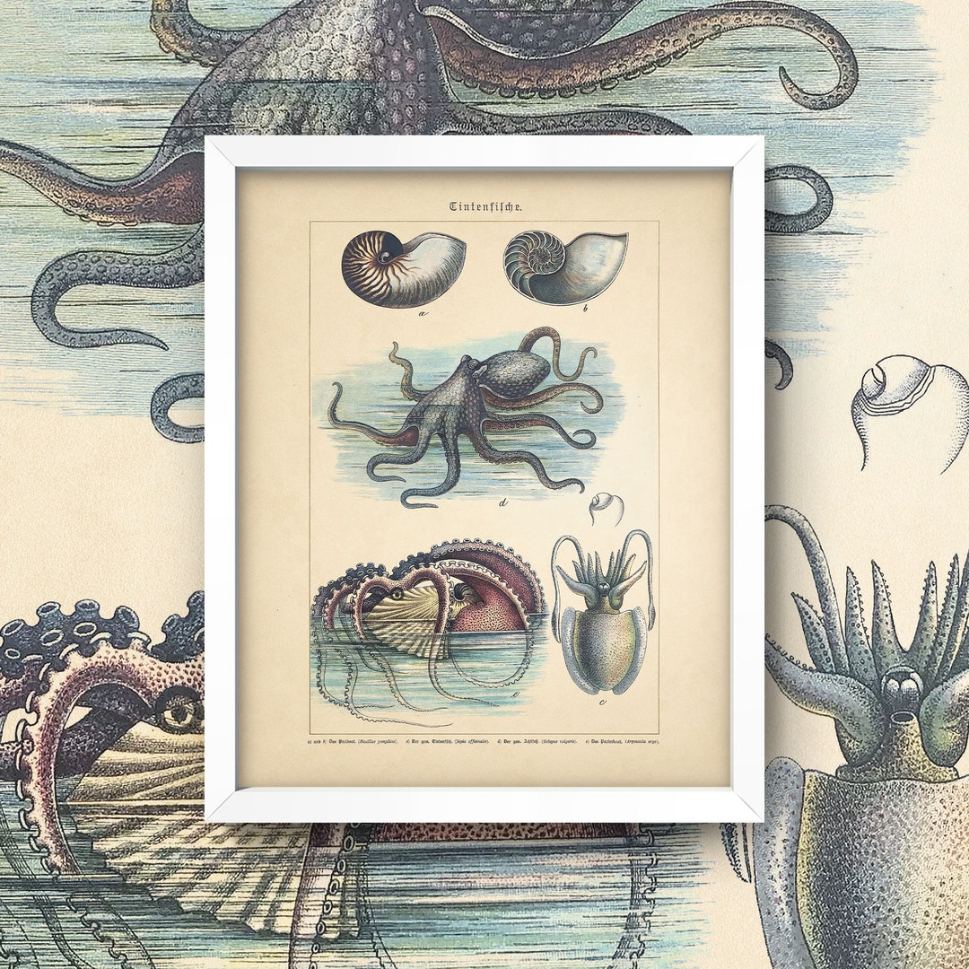 Octopus Print • Antique German Octopus Chart • 4 Sizes! • Vintage ...