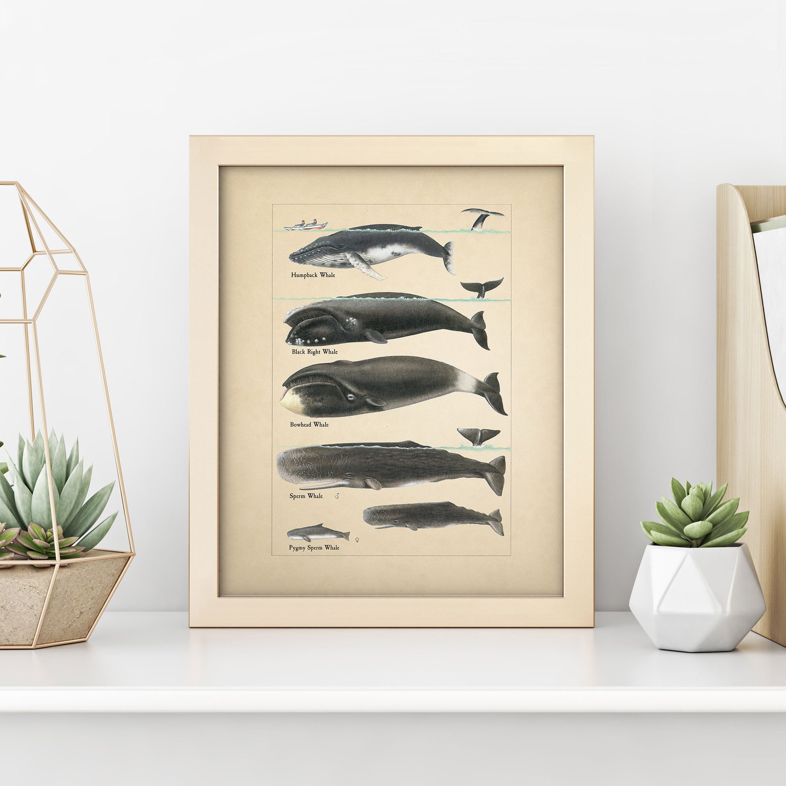 Whale Print • Antique Whale Wall Art • 4 Sizes! • Vintage Whale Chart ...