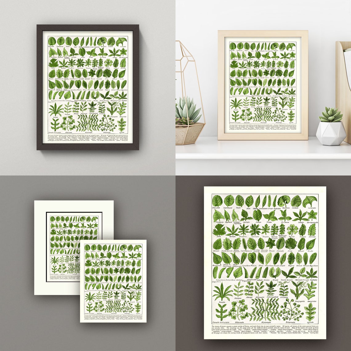 Leaf Shapes Chart Poster Morphology Diagram 5 Sizes - Etsy
