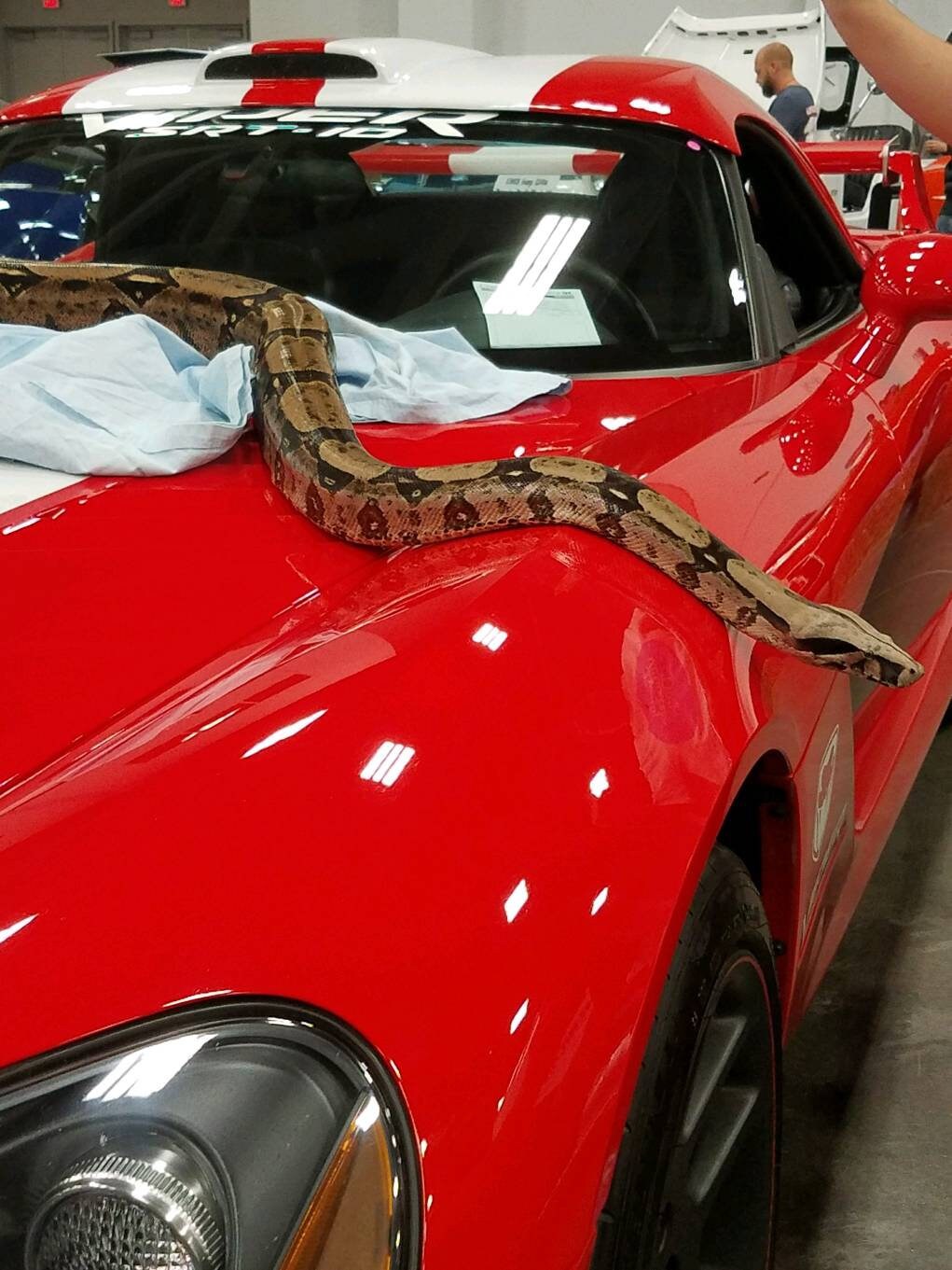 REAL Red-tailed Boa Snake Shed Necklace Ethically Collected | Etsy