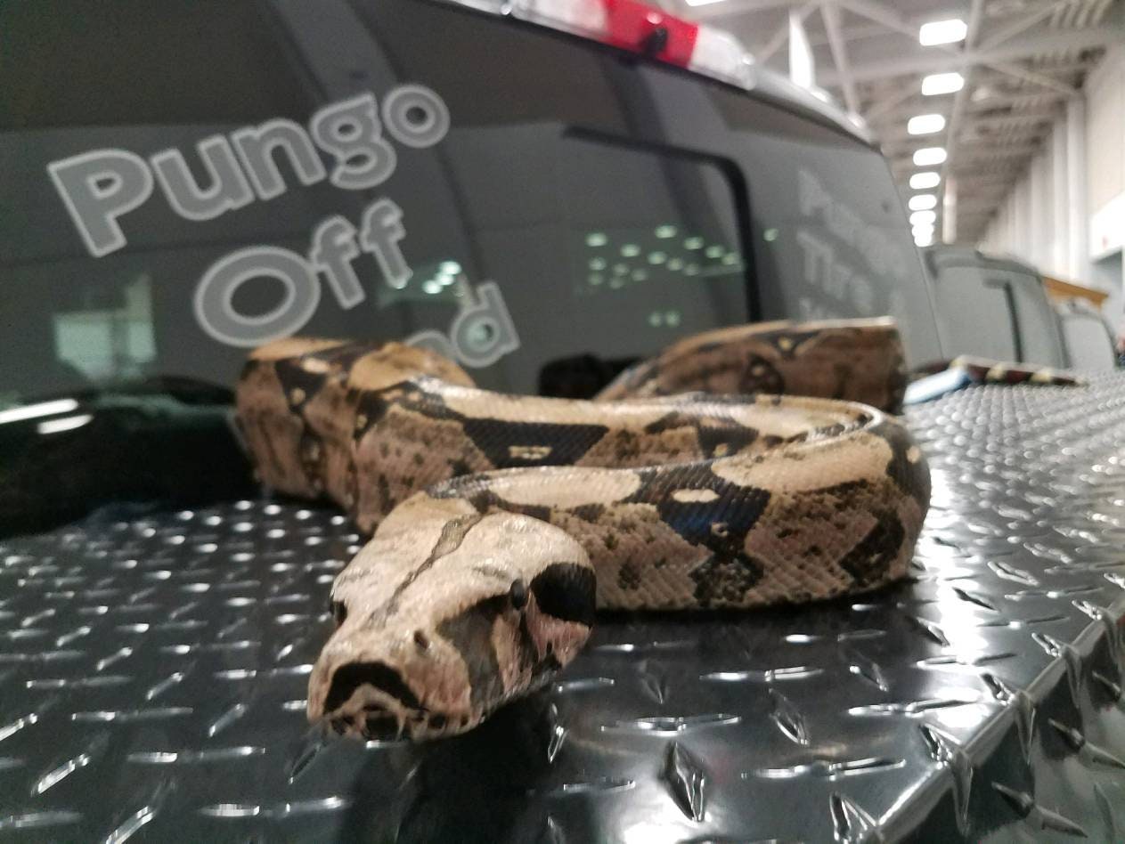 REAL Red-tailed Boa Snake Shed Necklace Ethically Collected | Etsy