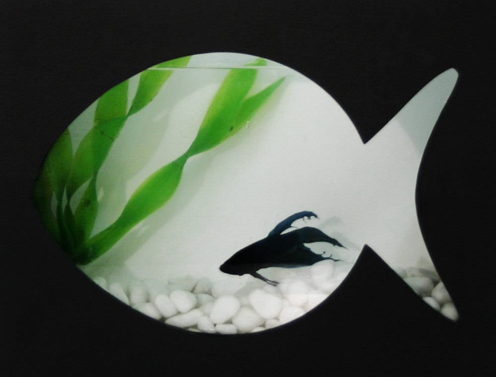 Modern Betta Fish Tank Aquarium - Desktop Aquarium or Wall Mounted Fish ...