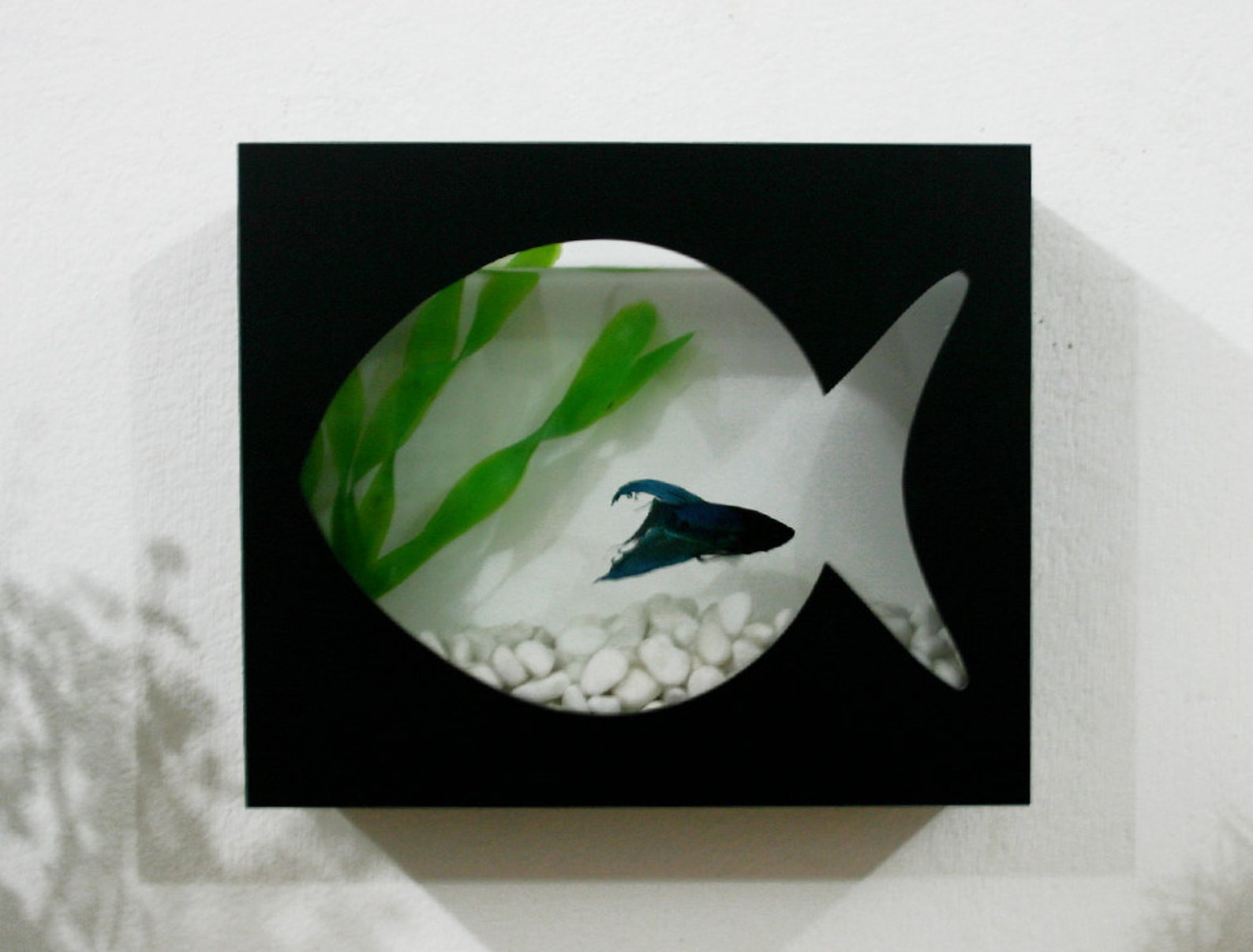 Modern Betta Fish Tank Aquarium - Desktop Aquarium or Wall Mounted Fish ...