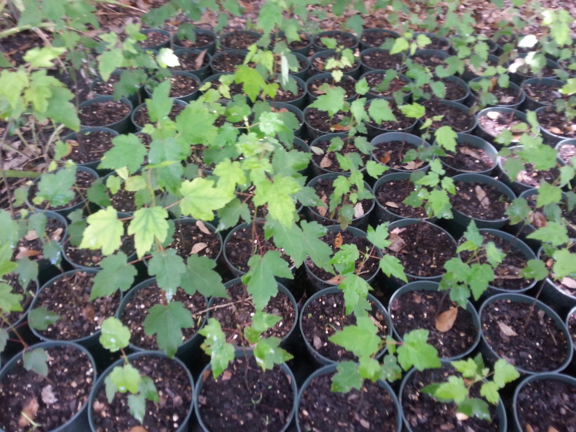 American Red Maple acer Rubrum Healthy Organic Live Tree | Etsy