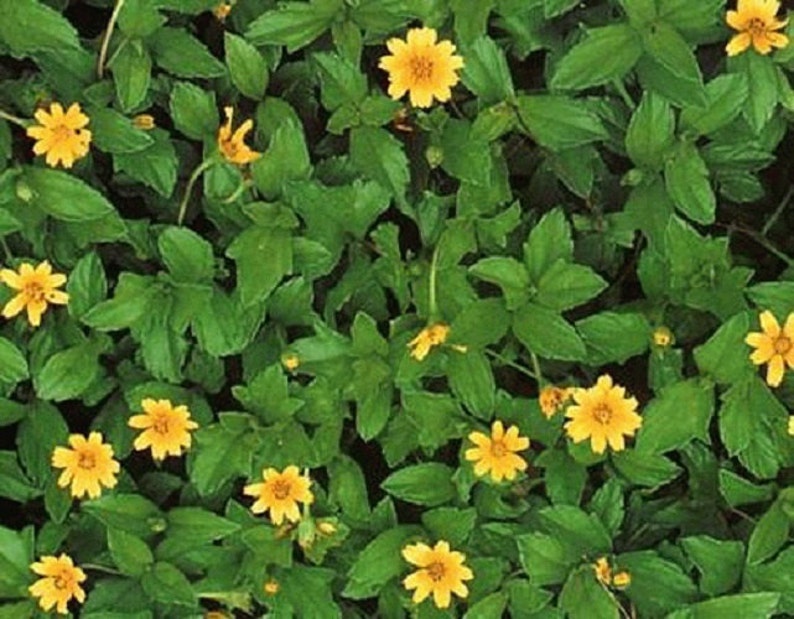Wedelia Trilobata AKA Creeping Daisy, Sphagneticola Trilobata, Trailing ...