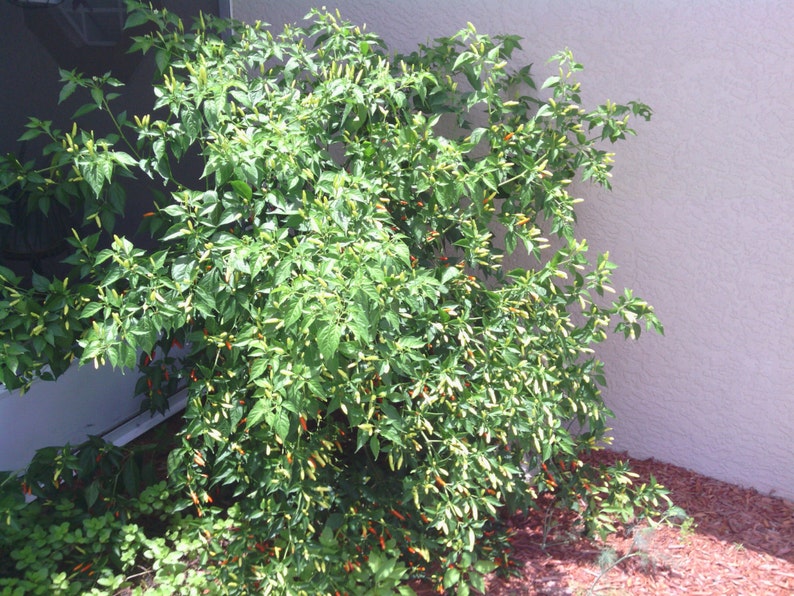 Florida Grove Pepper Seeds Super Hot Florida Firecracker Wild Grove ...