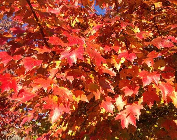 Wedelia Trilobata AKA Creeping Daisy, Sphagneticola Trilobata, Trailing ...
