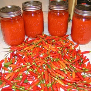 Florida Grove Pepper Seeds Super Hot Florida Firecracker Wild Grove ...