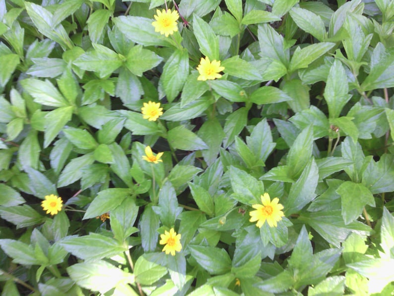 Wedelia Trilobata AKA Creeping Daisy, Sphagneticola Trilobata, Trailing ...