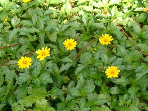 Wedelia Trilobata AKA Creeping Daisy Sphagneticola Trilobata | Etsy