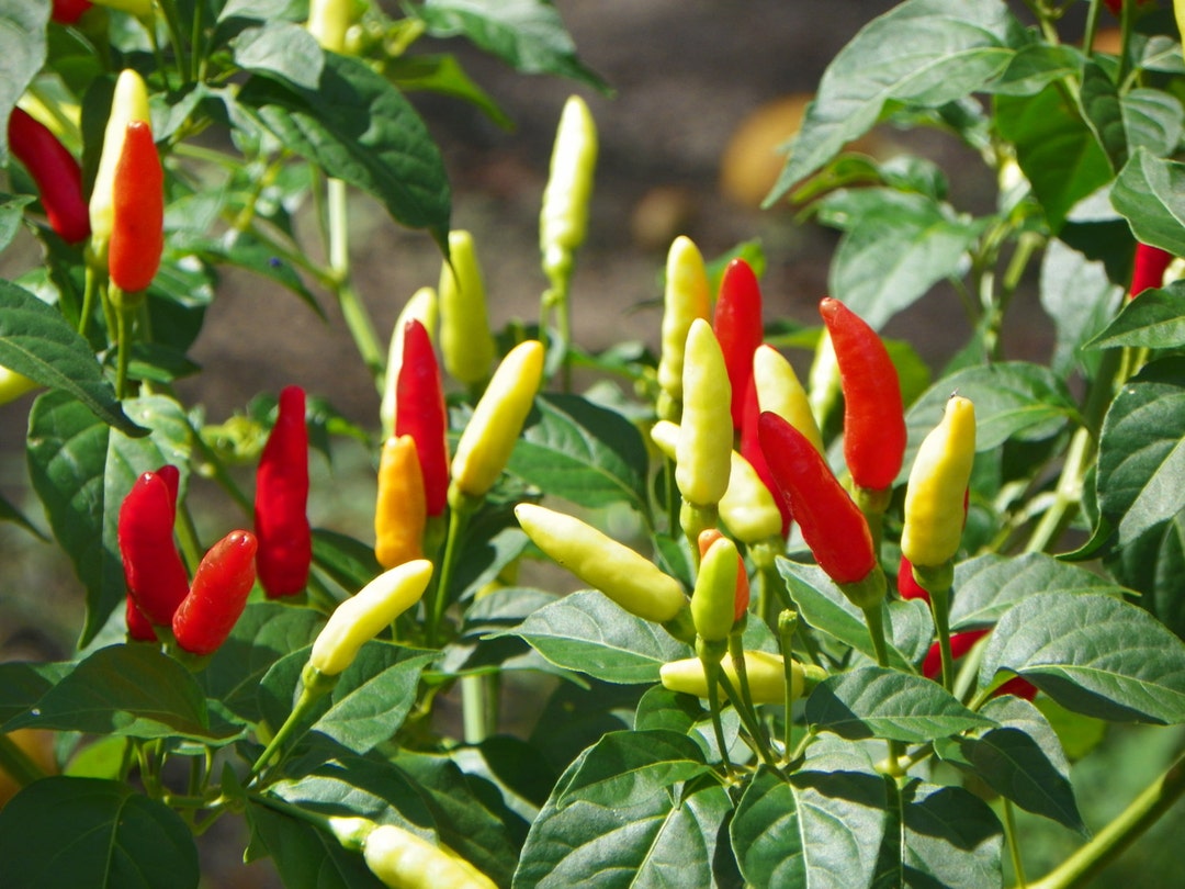Florida Grove Pepper Seeds Super Hot Florida Firecracker Wild Grove ...