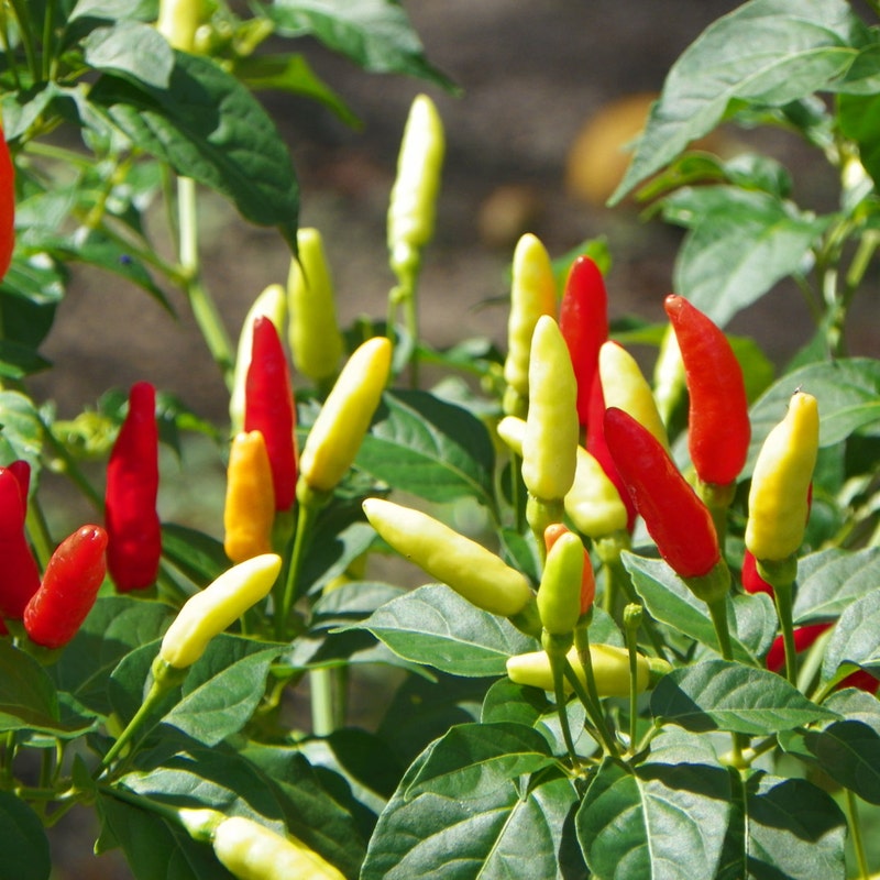 Hot Peppers - Etsy